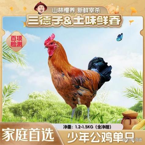 鸡哩鸡哩老旧版本大全2023图标