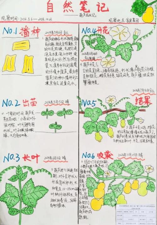 葫芦生长过程图片图标
