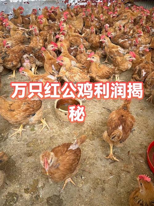 红公鸡养殖成本和利润图标