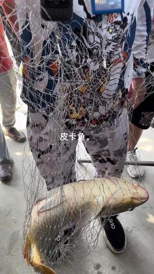 皮卡拉鱼