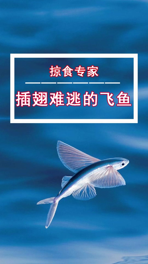 飞鱼兼职图标