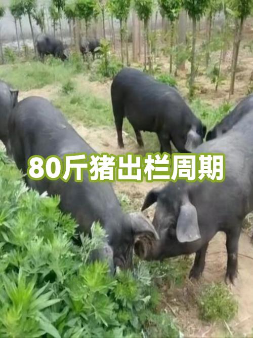 一般猪多少斤出栏图标