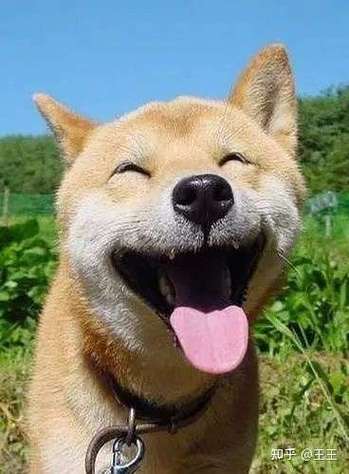 狗笑的表情包出处图标