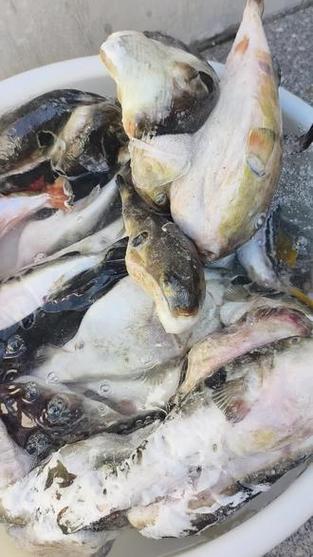 野生海豚可以吃吗