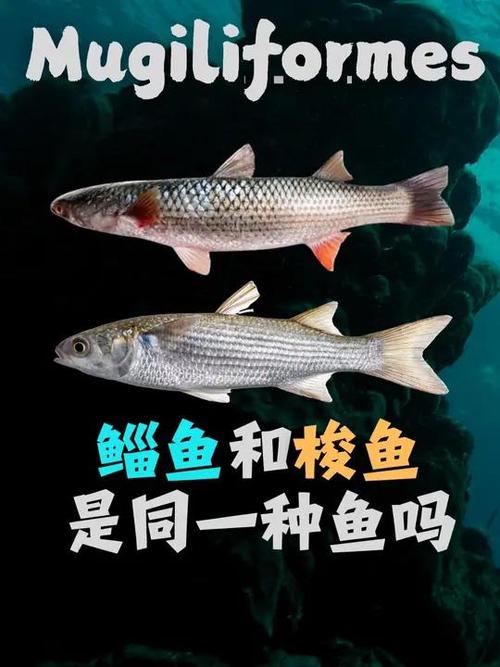 鲻鱼是海鱼吗?图标