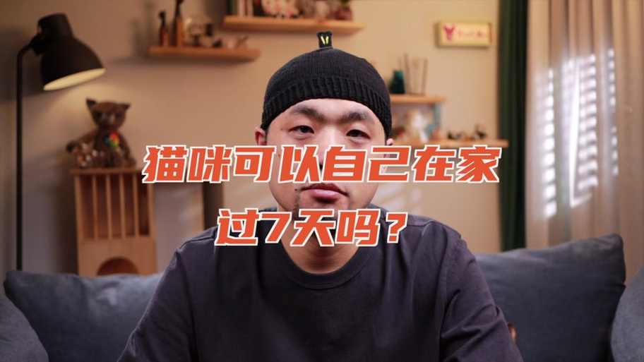 出门猫咪在家怎么办截图