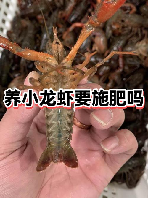 农村养小龙虾赚钱吗截图