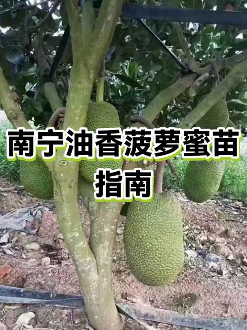 菠萝蜜接单平台图标