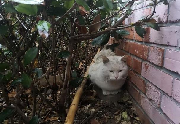 流浪猫晚上在家门口预示图标