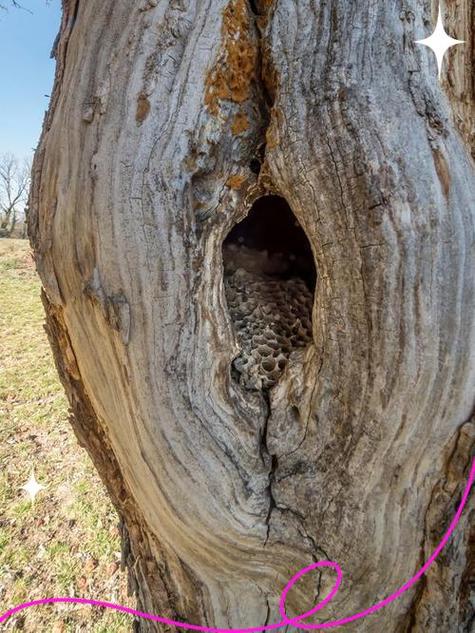 类似秘密树洞图标