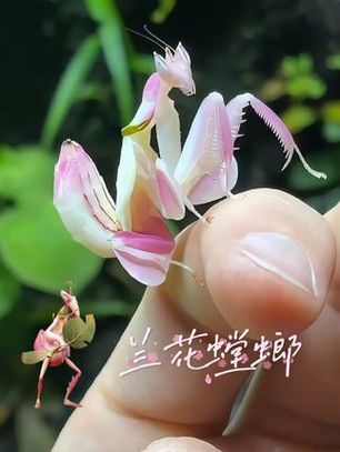 兰花螳螂的价格图标