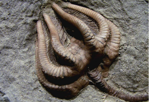 我的世界末地生物图标