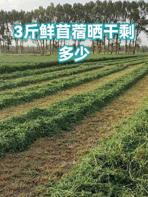 苜蓿干物质含量图标