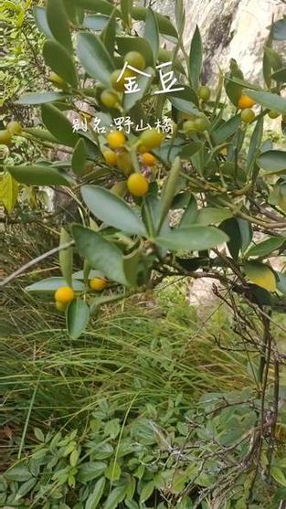 福建哪里有金豆
