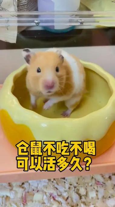 仓鼠可以饿几天
