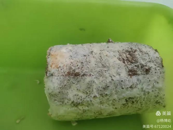 蘑菇菌包观察记录图标