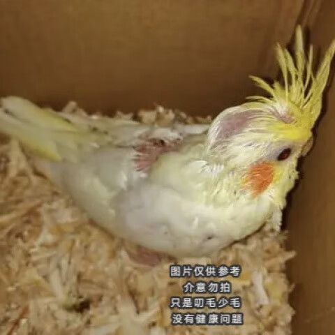 玄凤鹦鹉学说话教程截图