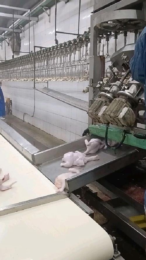 鸡鸭鹅全自动宰杀机视频图标