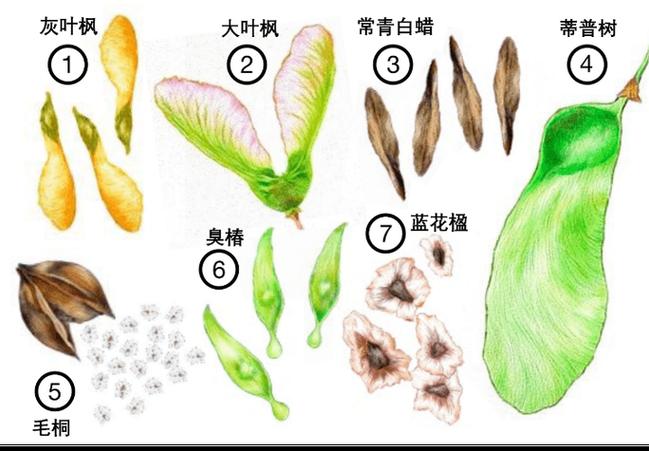 我的世界稀有种子代码图标