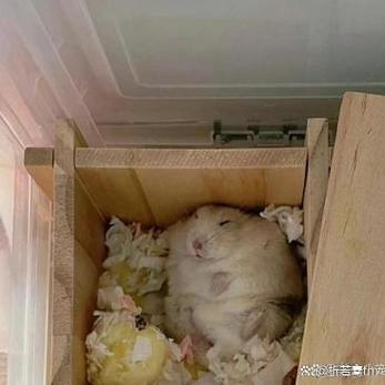 仓鼠被吓一跳的动态图游戏截图