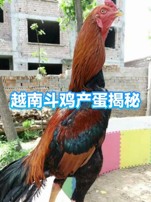 斗鸡配一次种下几个蛋