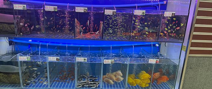 附近卖观赏鱼批发的地方图标