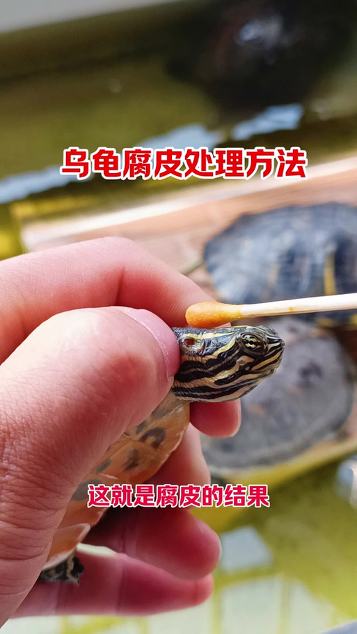 乌龟掉皮 白色的东西图标