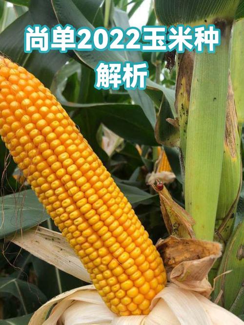 玉米种2022截图