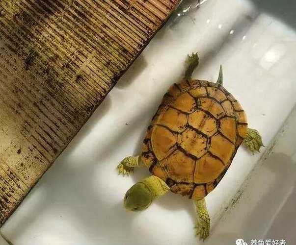 皮皮龟在线最新