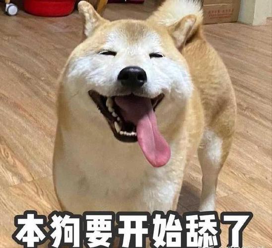 女人说你舔狗暗示什么图标