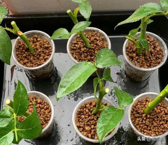 什么能促进植物生长图标