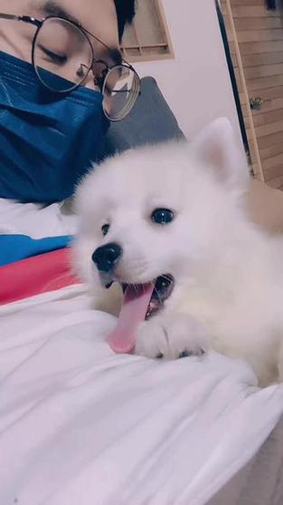 银狐犬能听懂人话吗图标