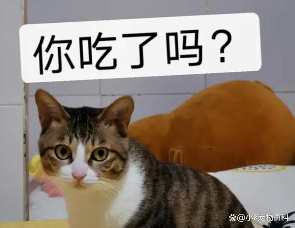 猫经常喵呜的叫图标