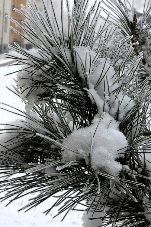 中雪是多大的雪图标