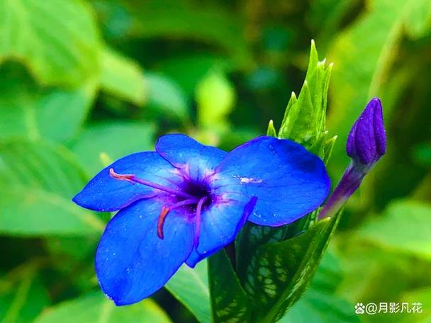 小花花什么意思
