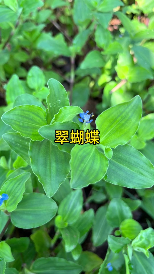 手机扫一扫识别翡翠图标