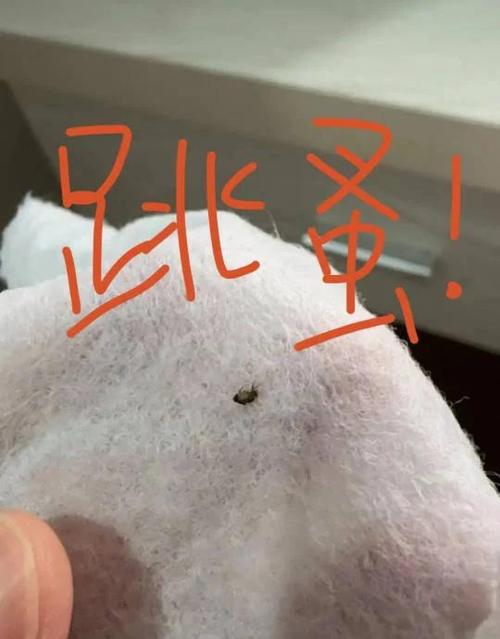 小猫身上有跳蚤怎么去除图标