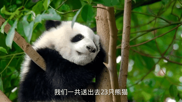 熊猫全球站交易所