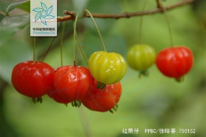 红果Tⅴ图标