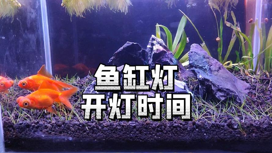鱼缸的led灯需要一直开着吗图标
