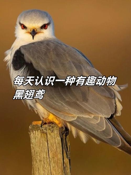 八步成功当可及打一动物图标