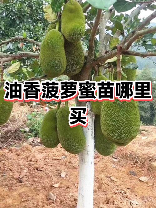 菠萝蜜几月份买才便宜