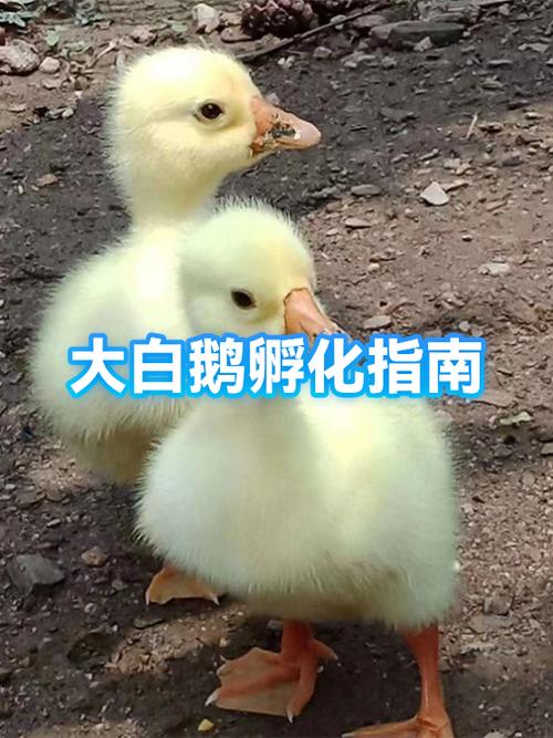自己在家怎么孵化鹅图标