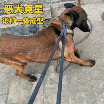 抓狗神器哪个最好图标