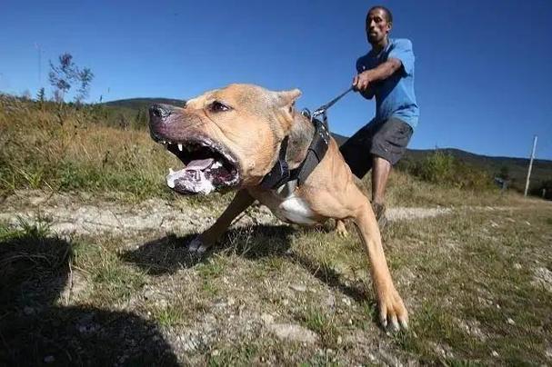 比特犬平头哥谁厉害截图