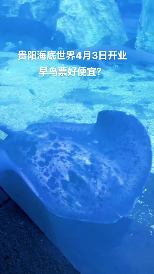早鸟版和标准版的区别图标