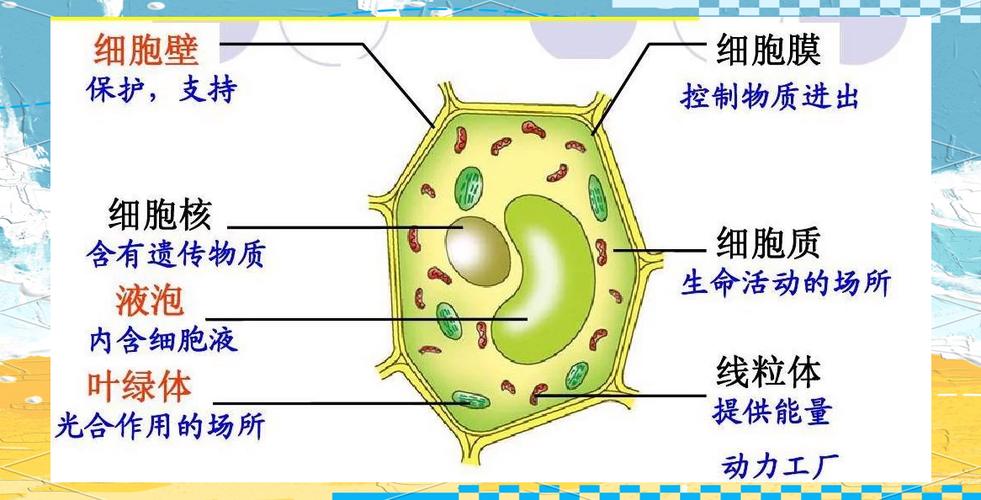 用超轻粘土做植物细胞模型图标