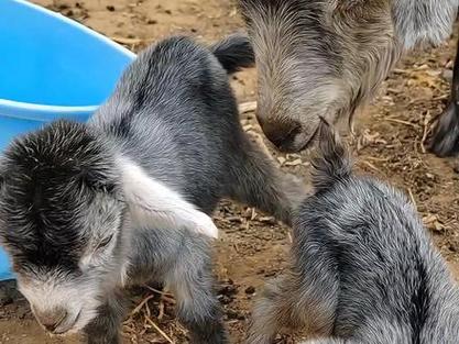 羊为什么喜欢舔砖头截图