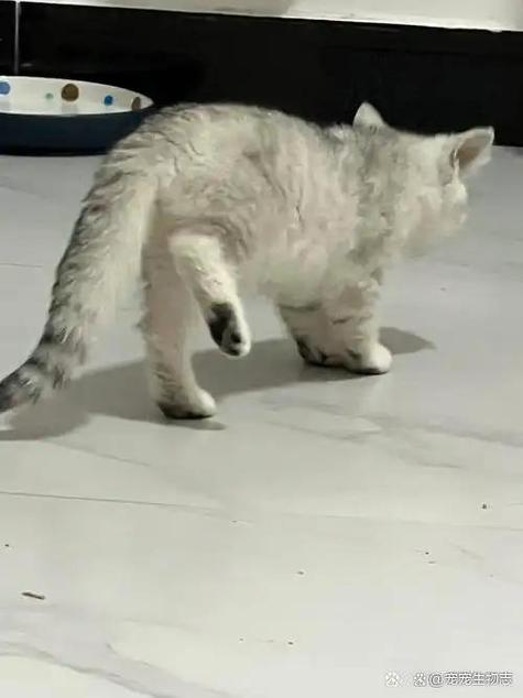 猫咪呆呆的怎么回事