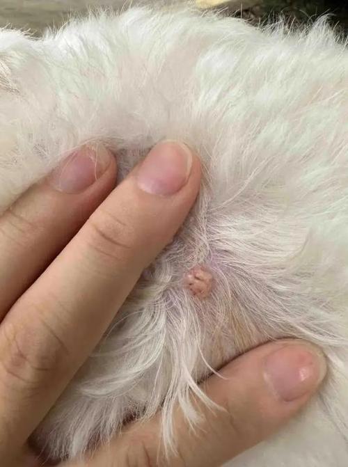 养狗身上起小红包图标